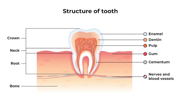 Detailed Anatomy of a Tooth: Enamel, Dentin, and Inner Structures ...