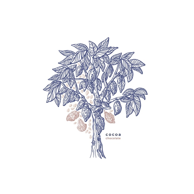 Detailed Sketch of a Flourishing Cocoa Tree | Jiffy Designs