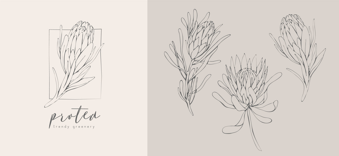 Protea Logo And Flowers. Hand Drawn Wedding Herb, Plant And Monogram ...