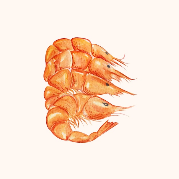 Vibrant Shrimp Illustration with Intricate Details | Jiffy Designs