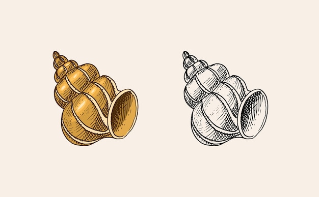 Ornamental Seashell Illustrations in Detailed Sketches | Jiffy Designs