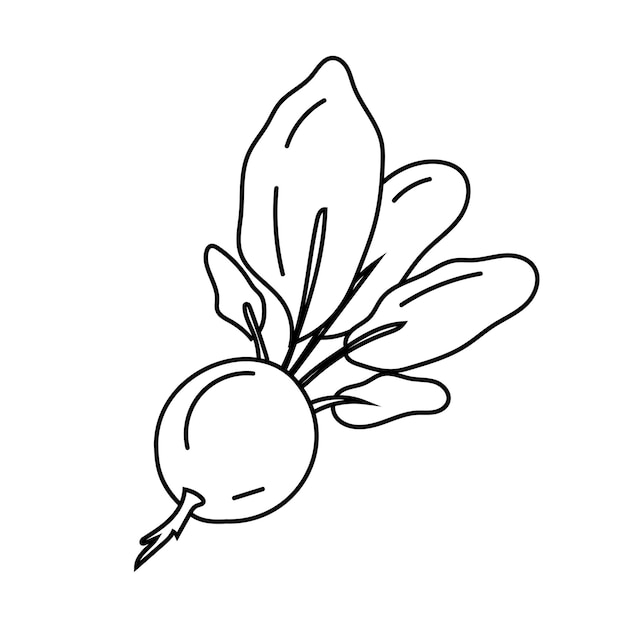 Minimalist Line Drawing of a Radish with Leaves | Jiffy Designs