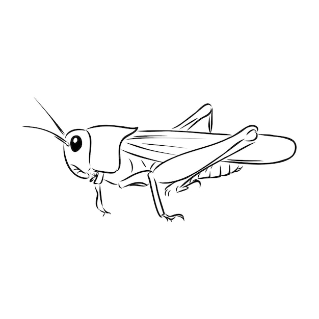 Stylized Grasshopper Line Art Illustration | Jiffy Designs
