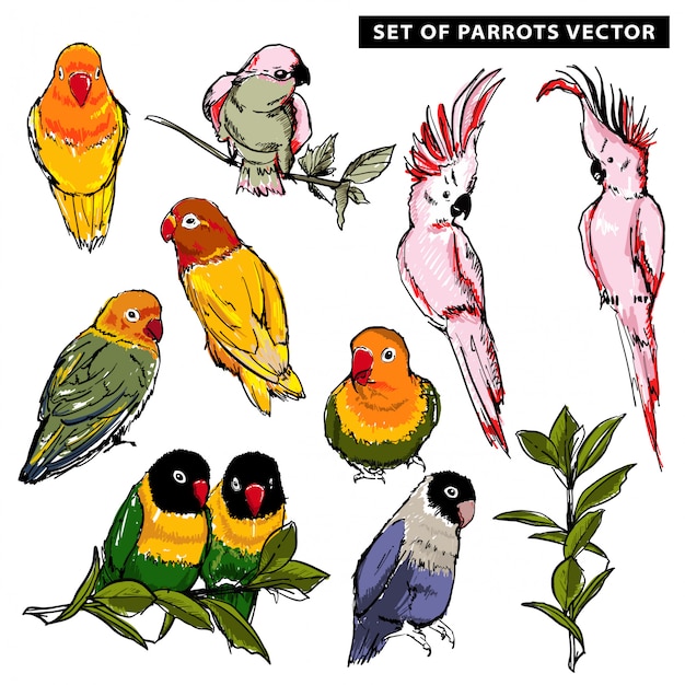 Vibrant Parrot Collection: Diverse Tropical Bird Designs | Jiffy Designs