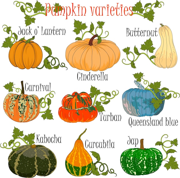 Vibrant Pumpkin Varieties: Diverse Shapes, Colors, and Textures | Jiffy ...