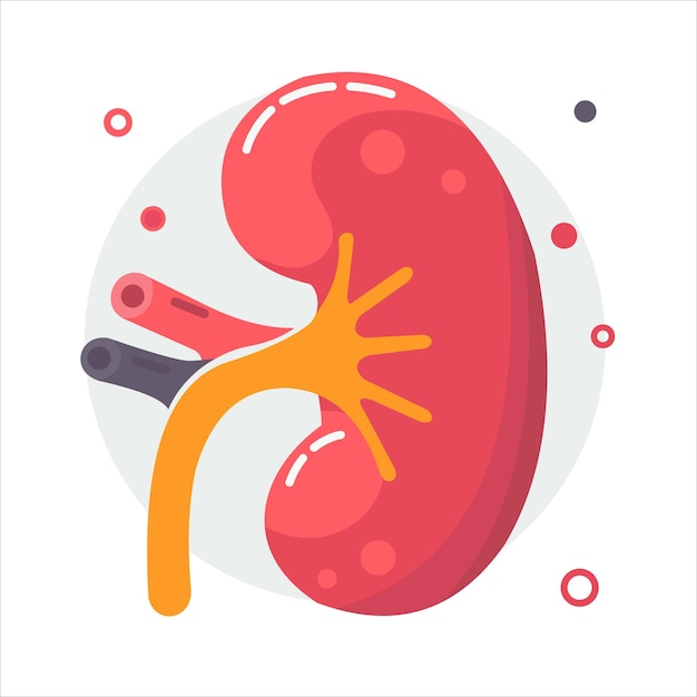 Vibrant Kidney Illustration with Playful Shapes | Jiffy Designs