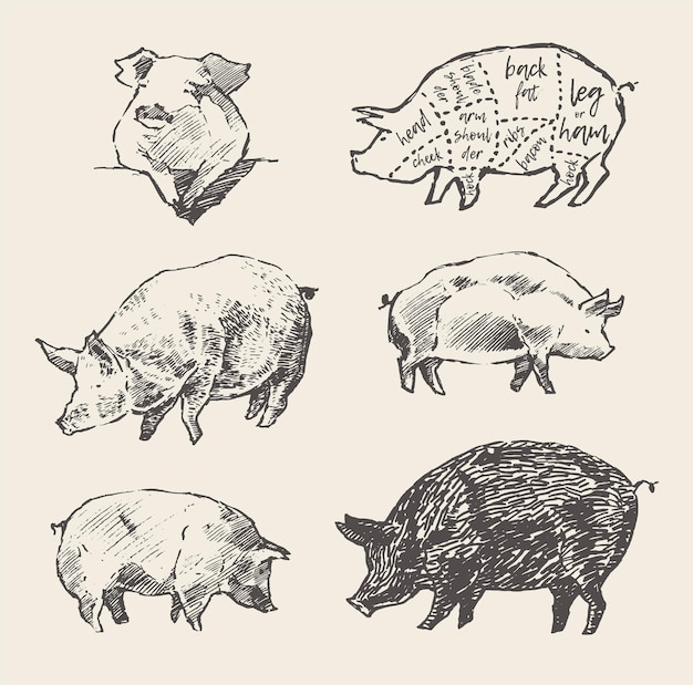 Diverse Collection of Charming Pig Illustrations for Versatile Designs ...
