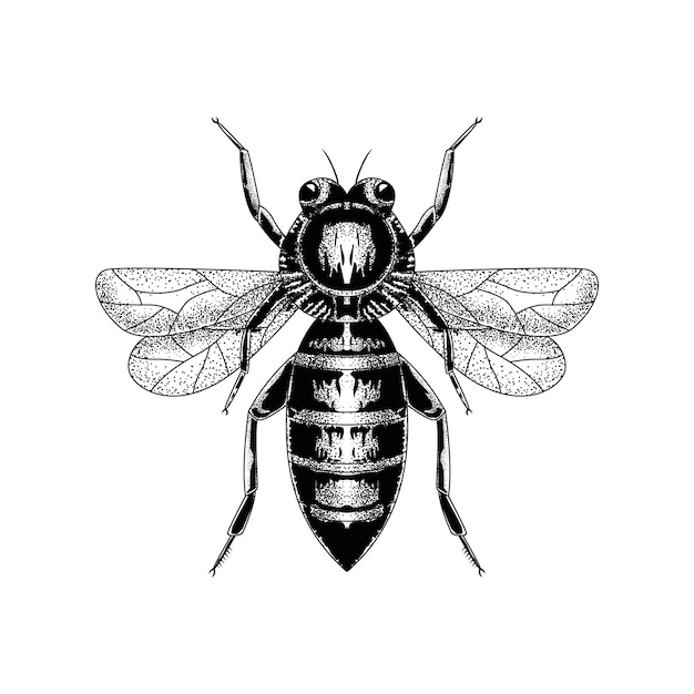 Detailed Illustration of a Majestic Honey Bee in Monochrome | Jiffy Designs