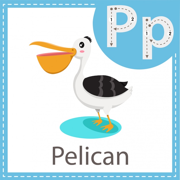 Playful Pelican Illustration with Alphabet Letter and Name | Jiffy Designs
