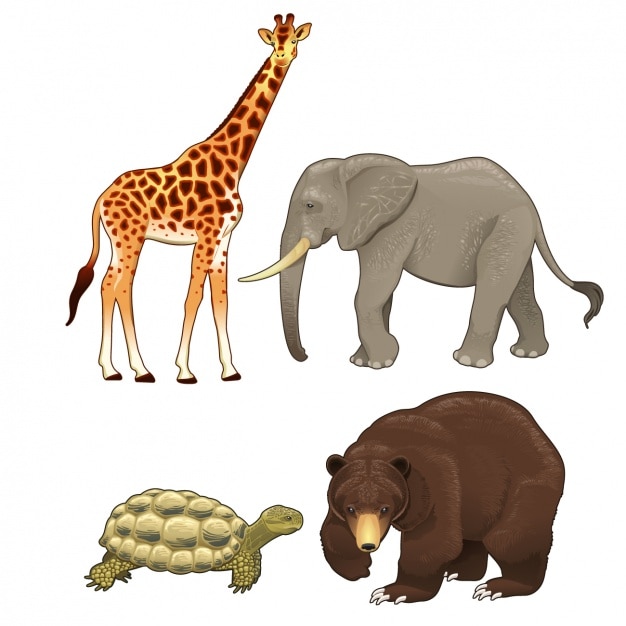 Vibrant Safari Animals: Giraffe, Elephant, and Tortoise | Jiffy Designs