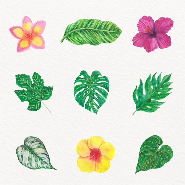 Vibrant Tropical Leaf and Flower Collection | Jiffy Designs