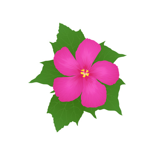 Realistic Pink Hibiscus Flower Vector Illustration | Jiffy Designs