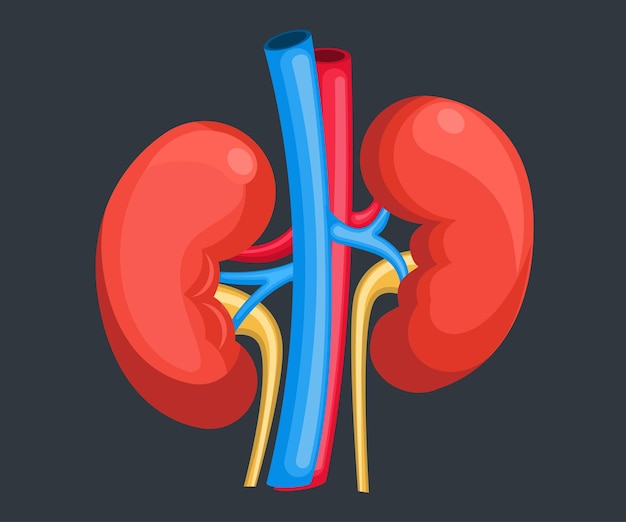 Vibrant Anatomical Illustration of Human Kidneys | Jiffy Designs