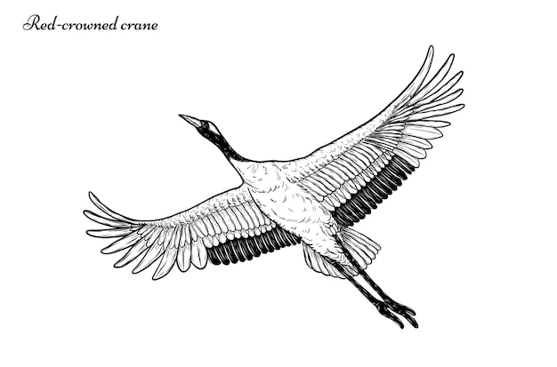 Majestic crane in flight, gracefully spreading its wings | Jiffy Designs