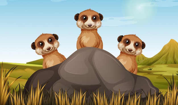 Adorable Meerkats Surveying their Desert Habitat | Jiffy Designs