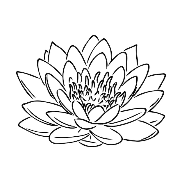 Intricate Black and White Lotus Flower Line Drawing | Jiffy Designs