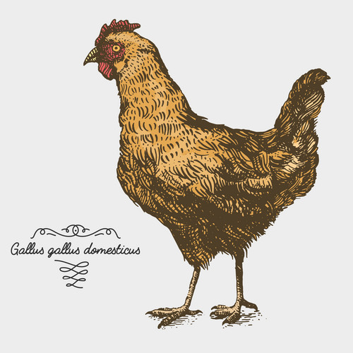 Hand Drawn Vector Realistic Bird, Sketch Graphic Style, Chicken, Gallus ...