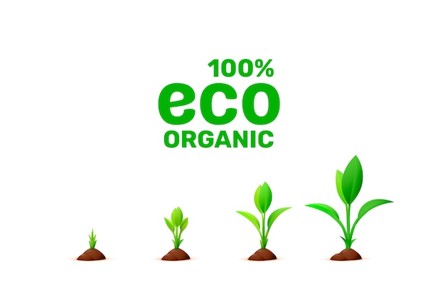 Vibrant Green Organic Plant Growth Stages Illustration | Jiffy Designs
