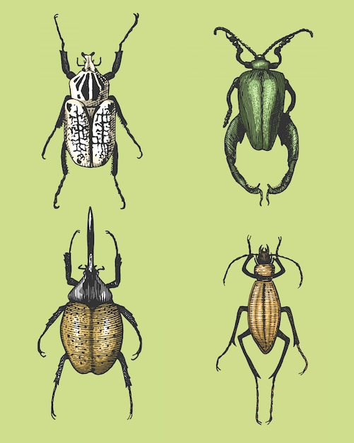 Vintage Beetle Illustrations: Nature's Intricate Armor Captured | Jiffy ...