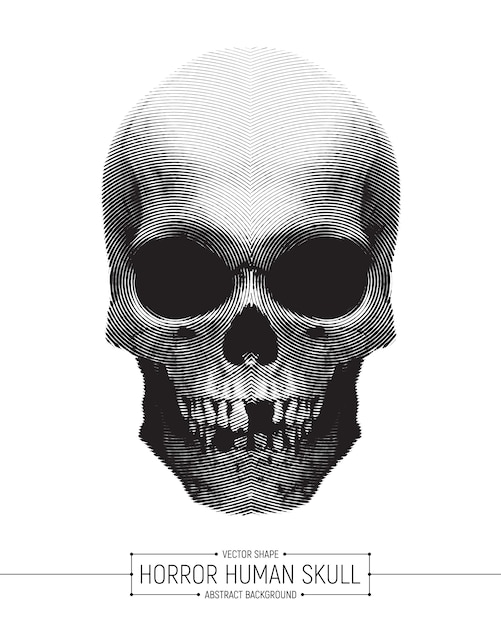 Haunting Monochrome Depiction of a Detailed Anatomical Skull | Jiffy ...