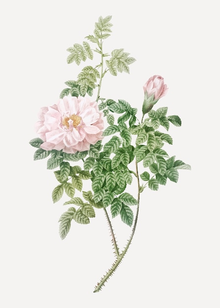 Delicate Pink Rose Botanical Illustration with Lush Green Foliage ...