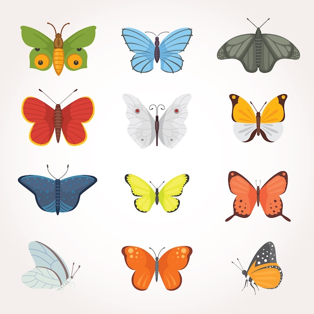 Vibrant Butterfly Assortment: Nature's Winged Wonders Captured | Jiffy ...