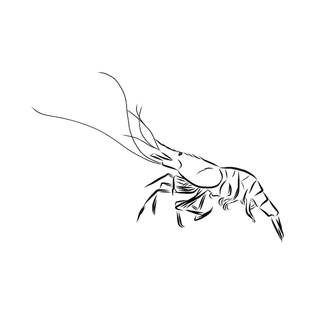 Minimalist Outline of a Shrimp or Prawn Creature | Jiffy Designs