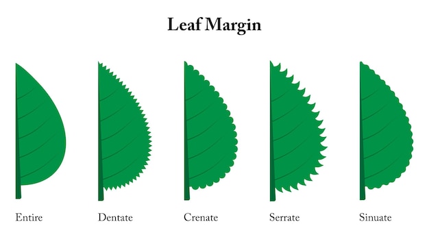 Vibrant Green Leaf Margins: Diverse Shapes and Textures | Jiffy Designs