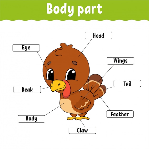Adorable Cartoon Turkey with Labeled Body Parts | Jiffy Designs