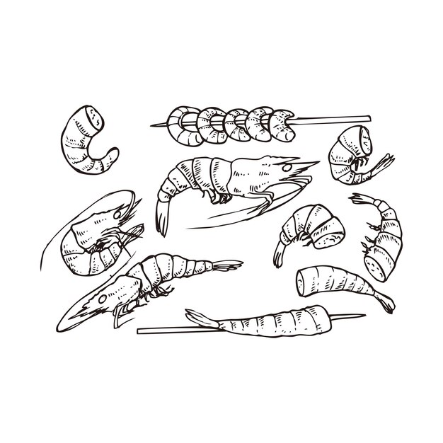 Assortment of Detailed Sketched Shrimp and Prawns | Jiffy Designs