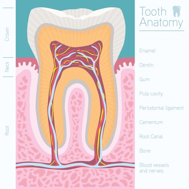 Detailed Anatomical Illustration of a Tooth's Cross-Section | Jiffy Designs